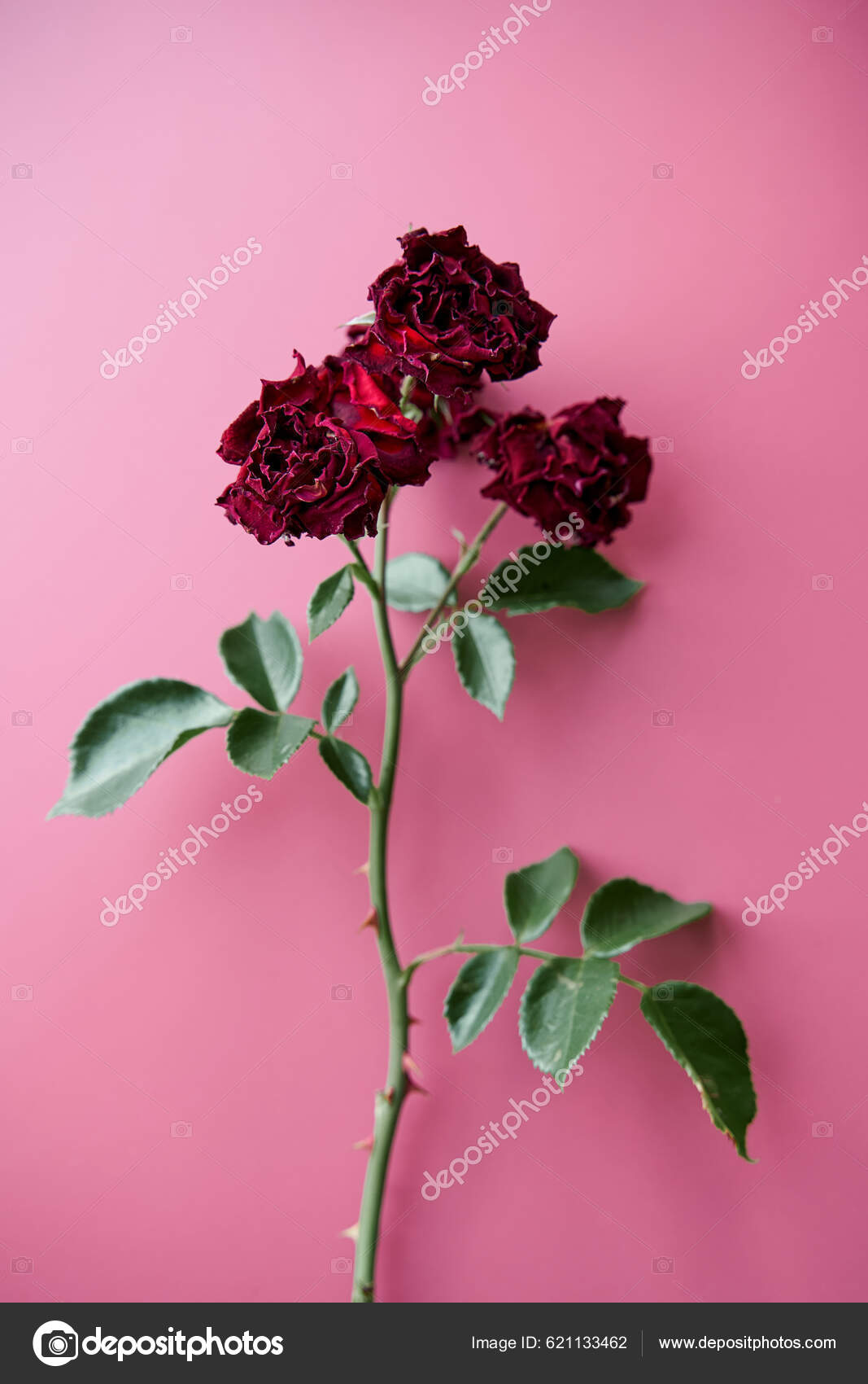 Branch Dry Roses Rose Color Background — Stock Photo © Kukota #621133462