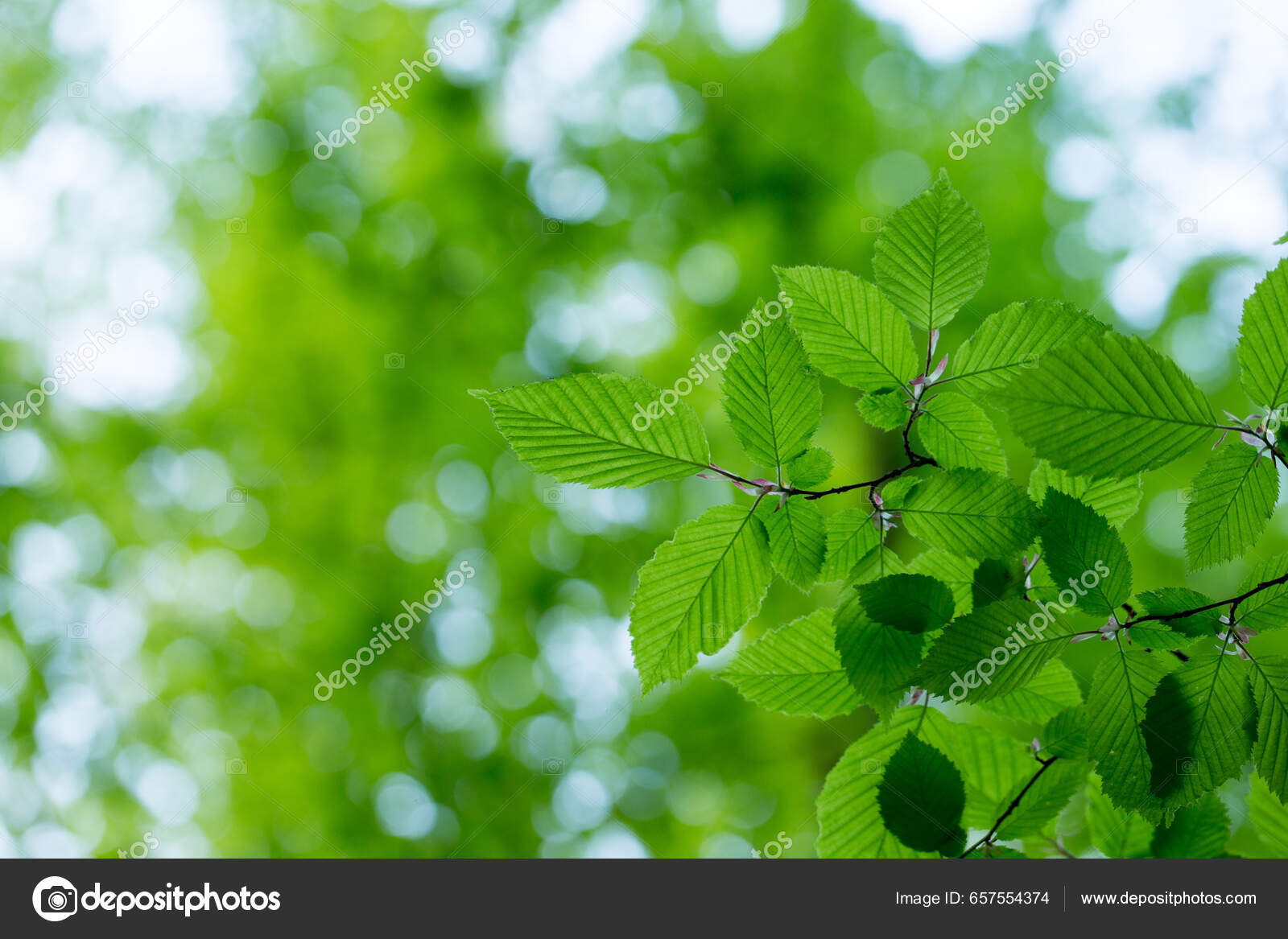 Hojas Verdes Los Fondos Verdes: fotografía de stock © Pakhnyushchyy ...