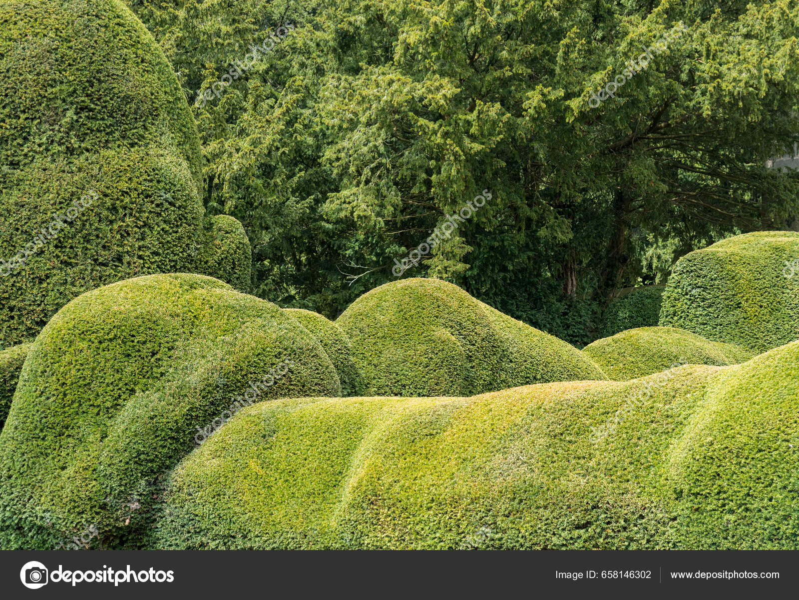 Yew Trees Trimmed Very Curvy Sensuous Shapes Garden Yorkshire England ...