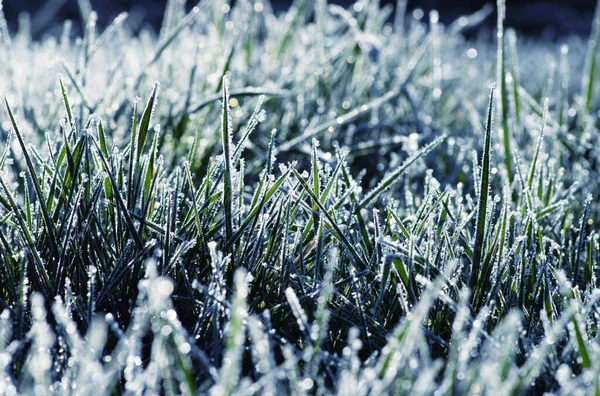 Frost in the grass Stock Photos, Royalty Free Frost in the grass Images ...