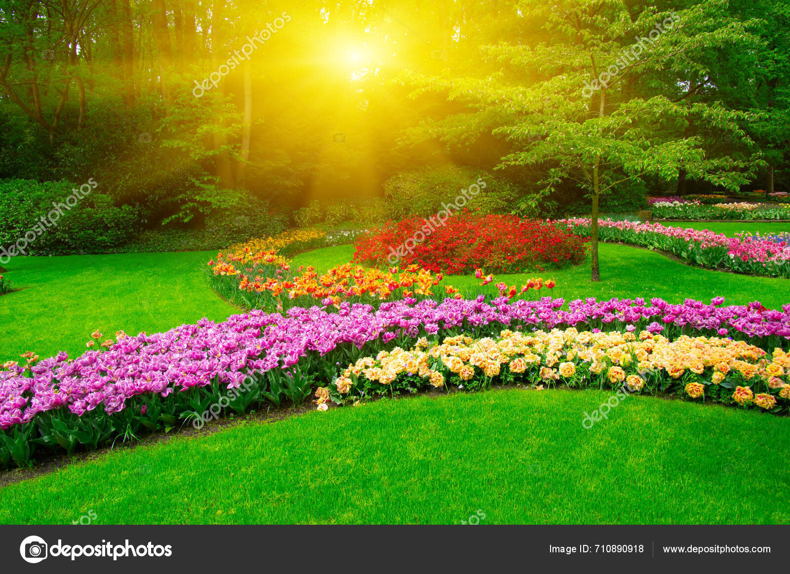 Spring Flower Park Green Grass Trees Blooming Flowers Sunlight — Stock ...
