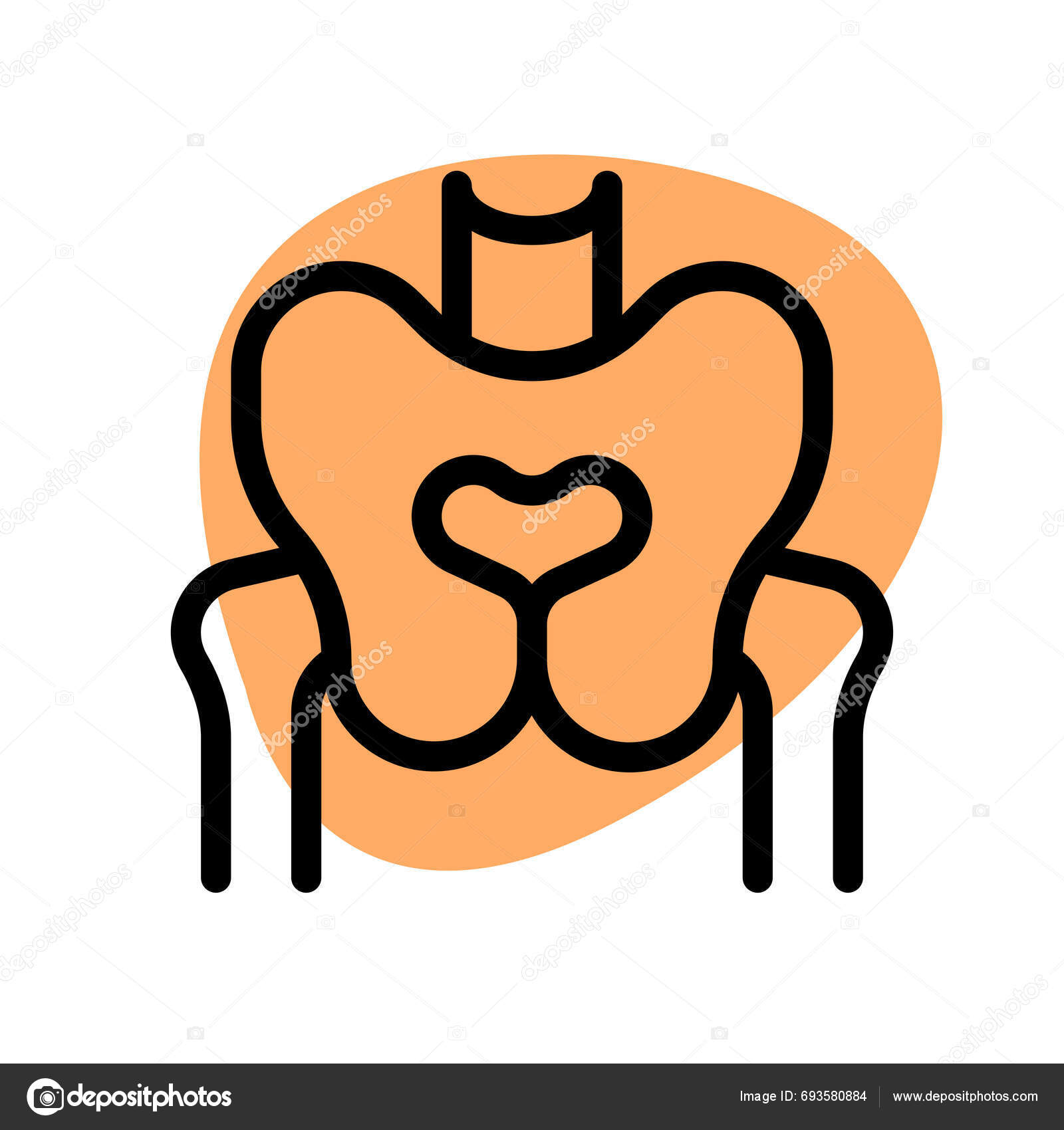 Pelvis También Llamada Pelvis Ósea Cintura Pélvica Anatomía Humana ...