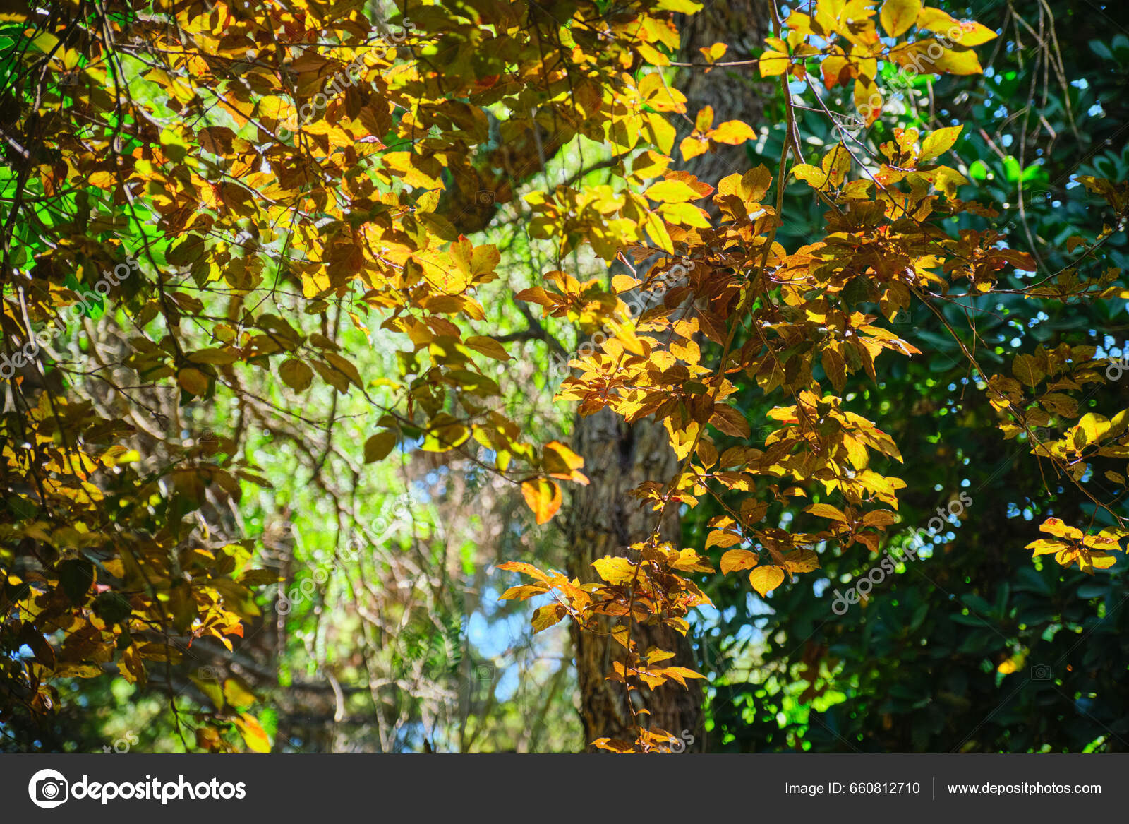 Sunlit Green Yellow Tree Leaves Variegated Foliage Forest — Stock Photo © DmitryRukhlenko #660812710
