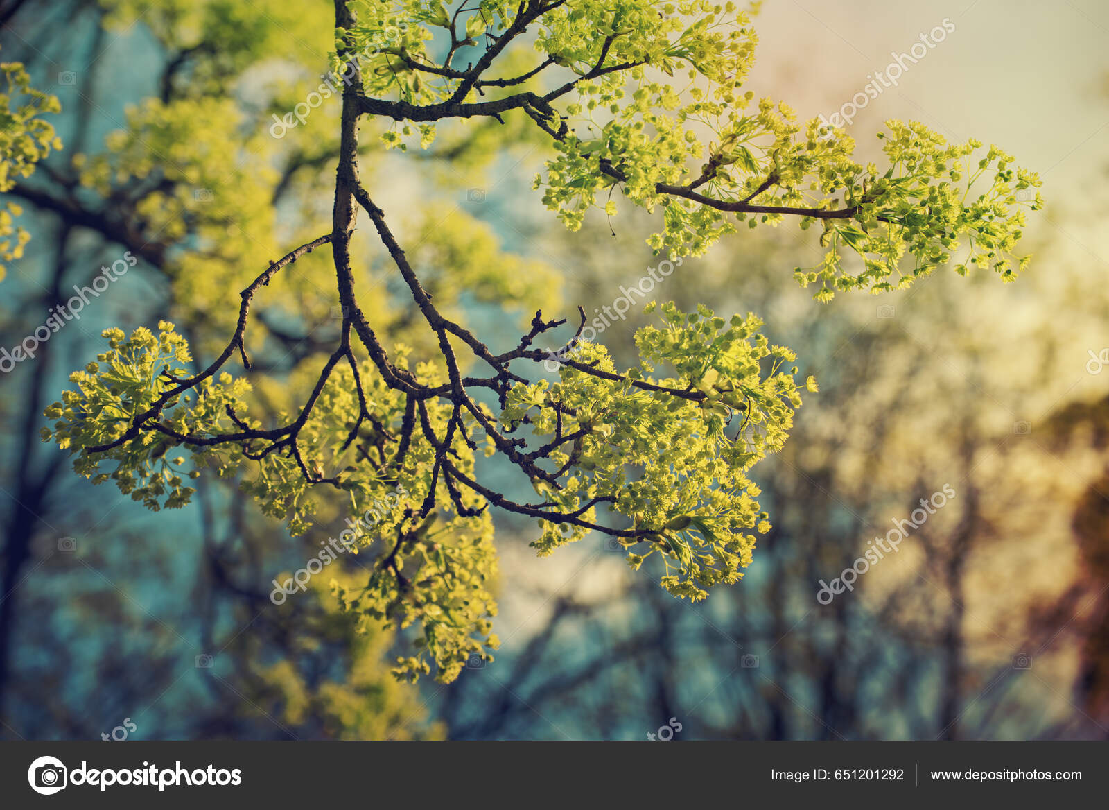 Blooming Maple Tree Acer Platanoides Spring Time Natural Seasonal ...