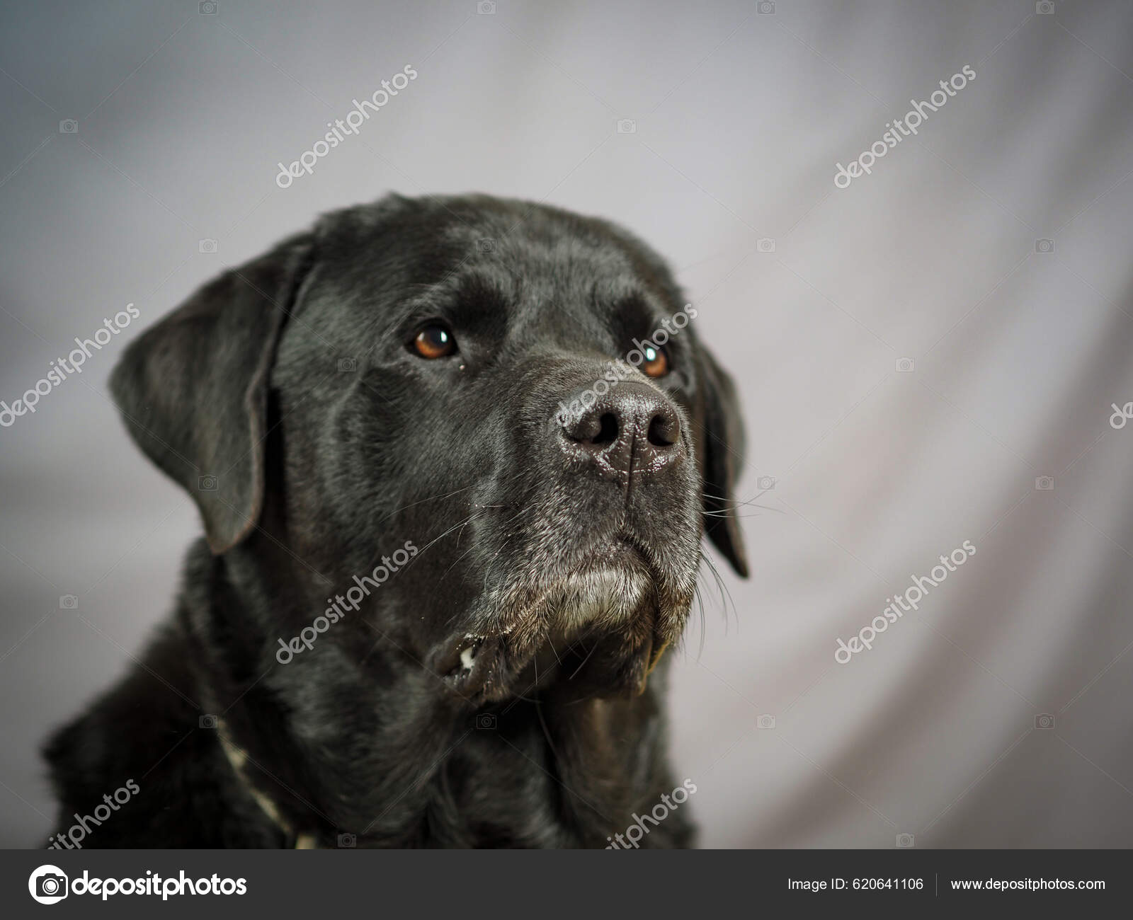 Duitse Herder Zwarte Labrador Rottweiler Mix Rottweiler