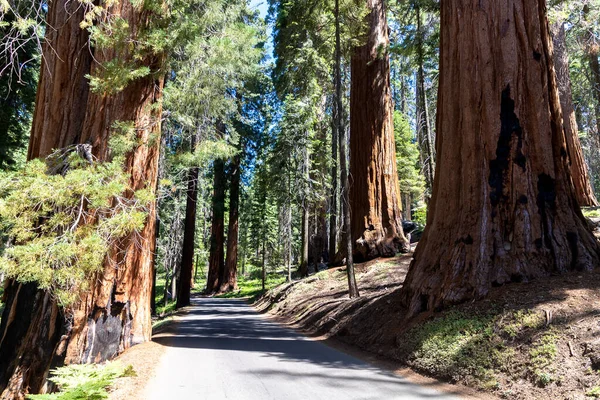 Sequoia road Stock Photos, Royalty Free Sequoia road Images | Depositphotos