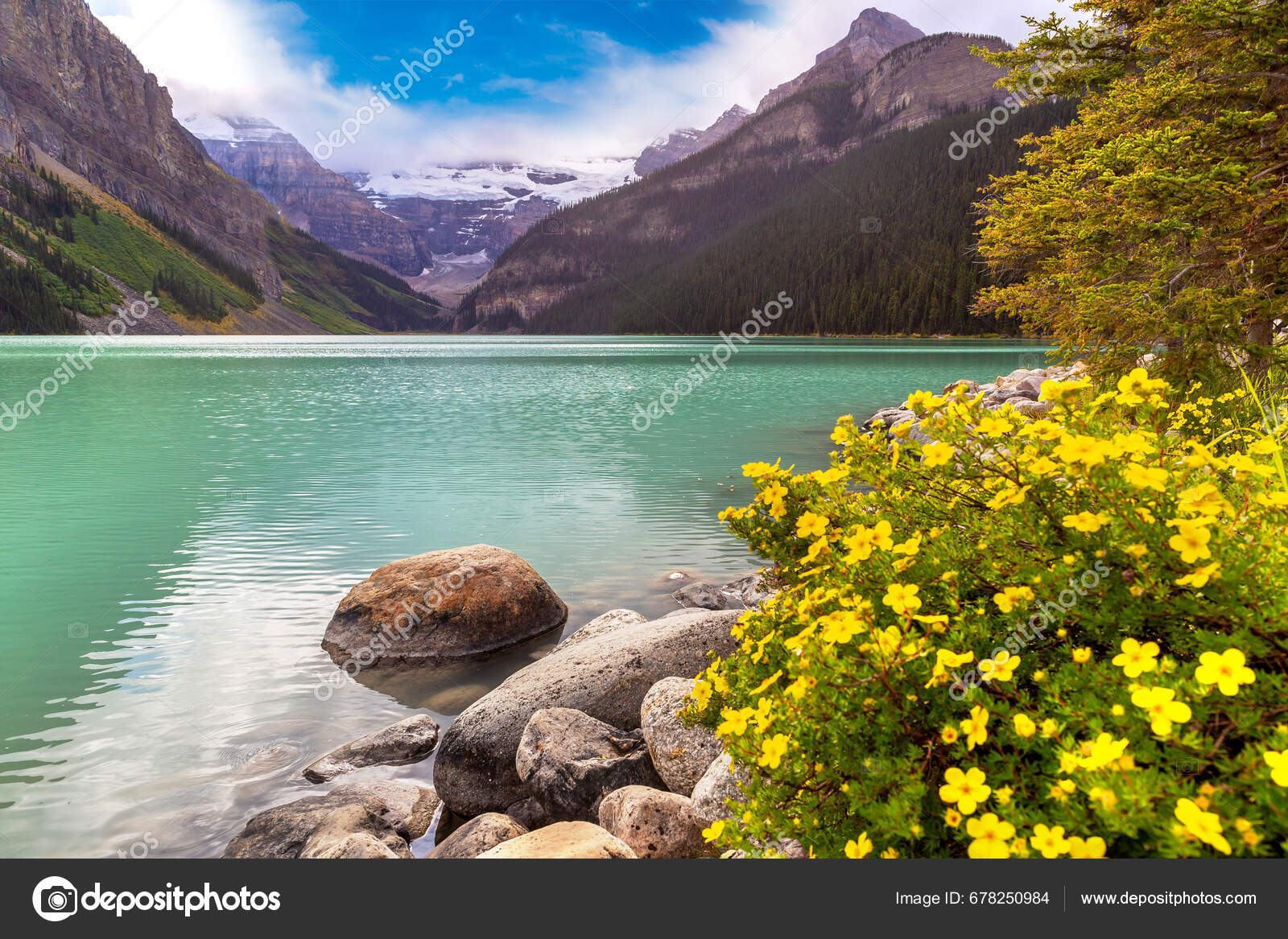 Panoramic View Lake Louise Wild Yellow Flower Banff National Park ...