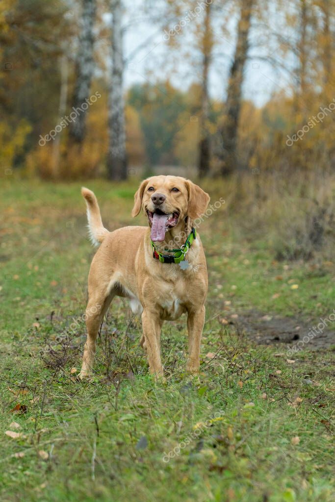 Mezcla de raza lindo perro foxy se pone al tanto en el bosque en otoño ...