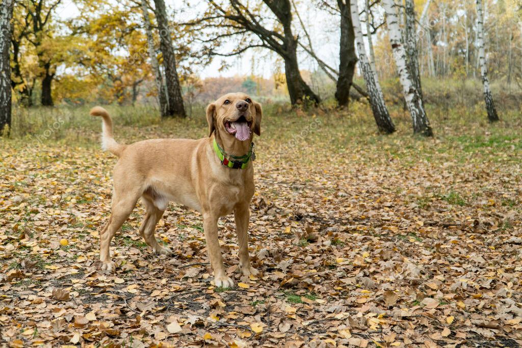 Mezcla de raza lindo perro foxy se pone al tanto en el bosque en otoño ...