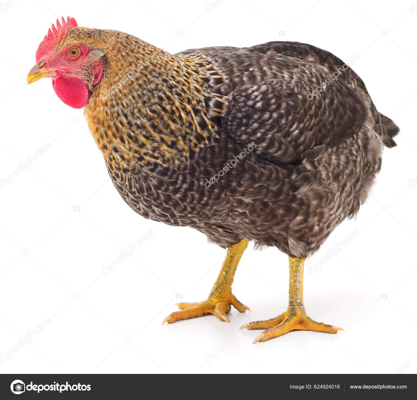 Grey Hen Isolated White Studio Shot — Stock Photo © Tsekhmister #624924016