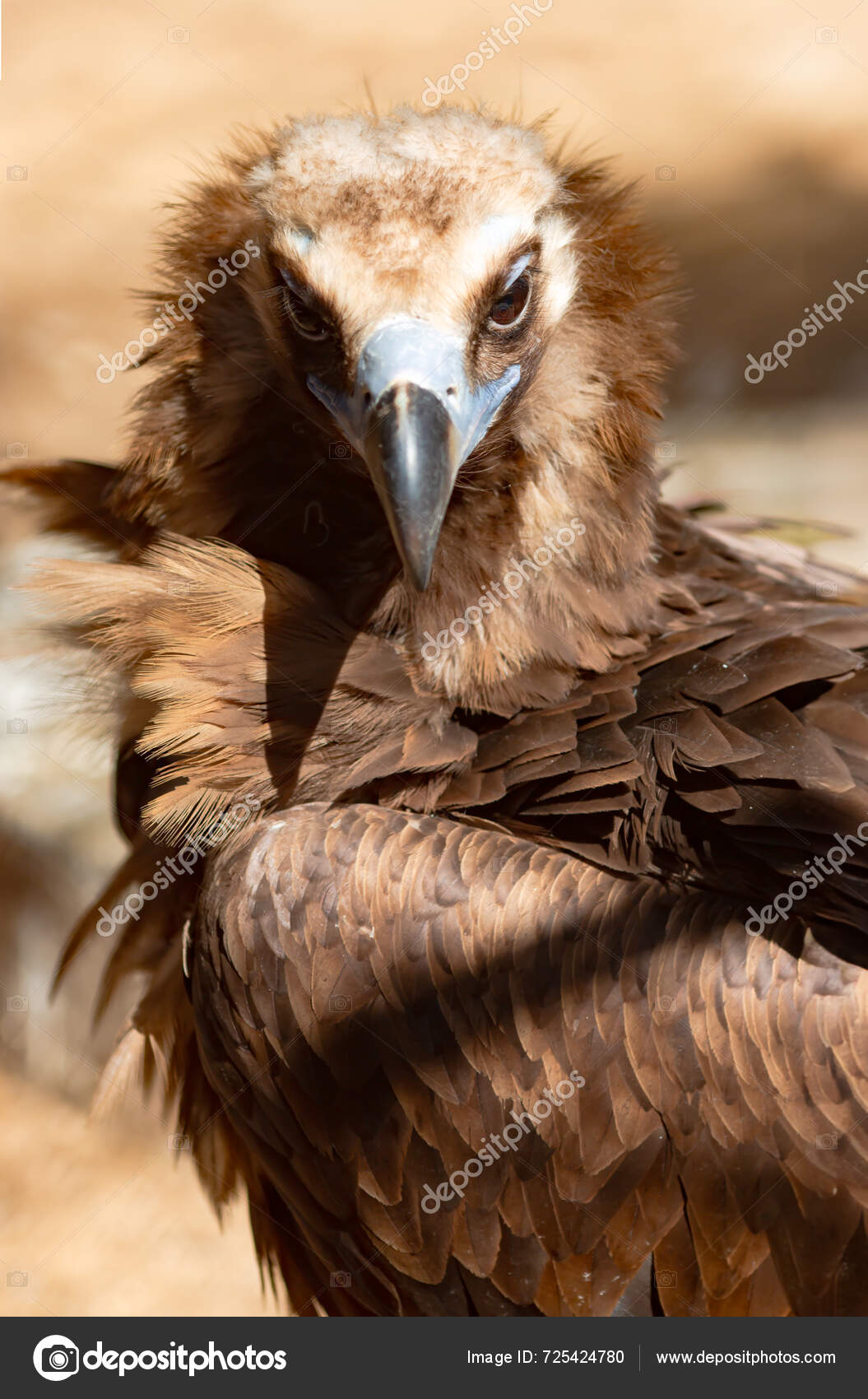 Portrait Big Griff Black Aegypius Monachus Closeup Large Raptorial Bird ...