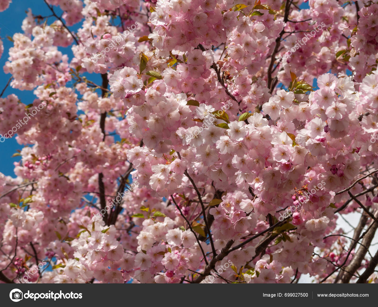Pink Cherry Tree Branch Background — Stock Photo © leimaneagita #699027500