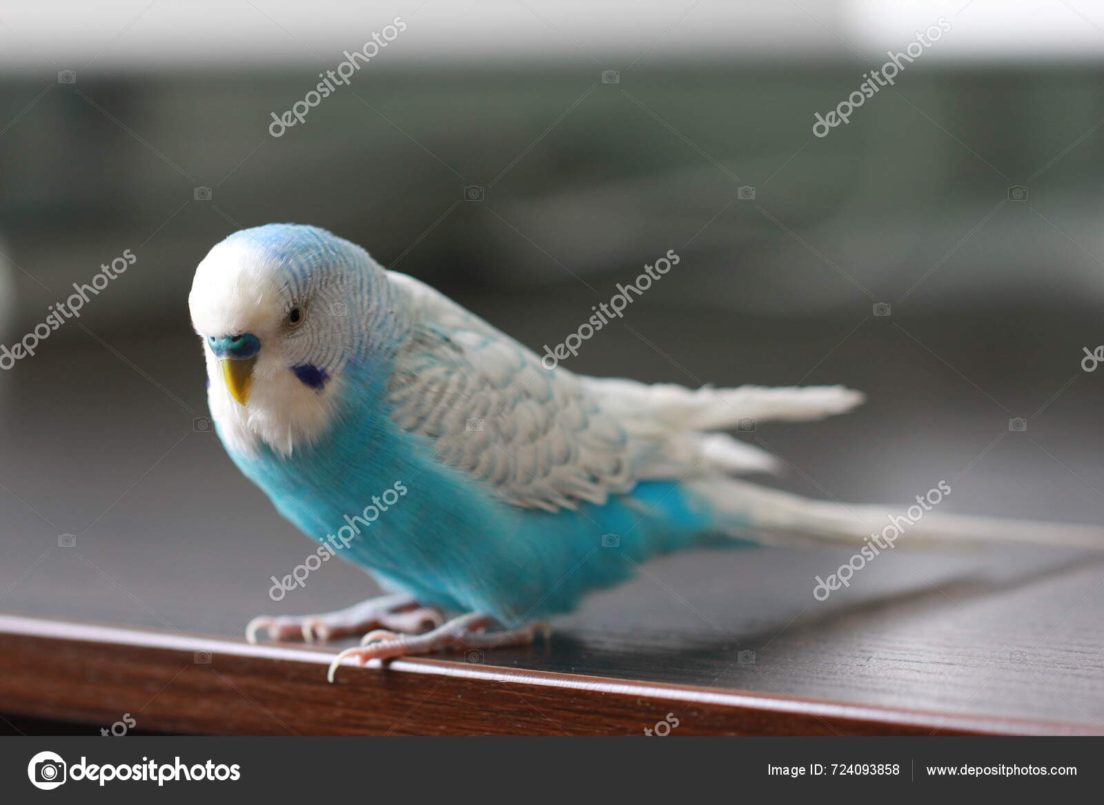 Beautiful Blue Budgie Parrot Sitting Table — Stock Photo © Viktor4ik ...