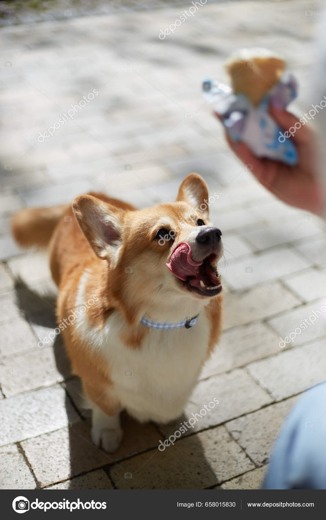 Welsh Corgi Funny