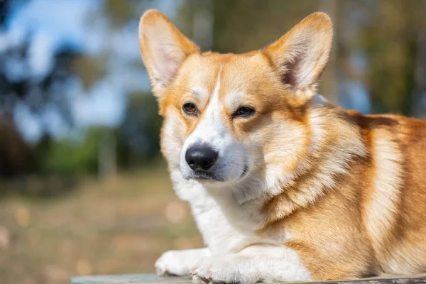 Cane corgi Stock Photos, Royalty Free Cane corgi Images | Depositphotos