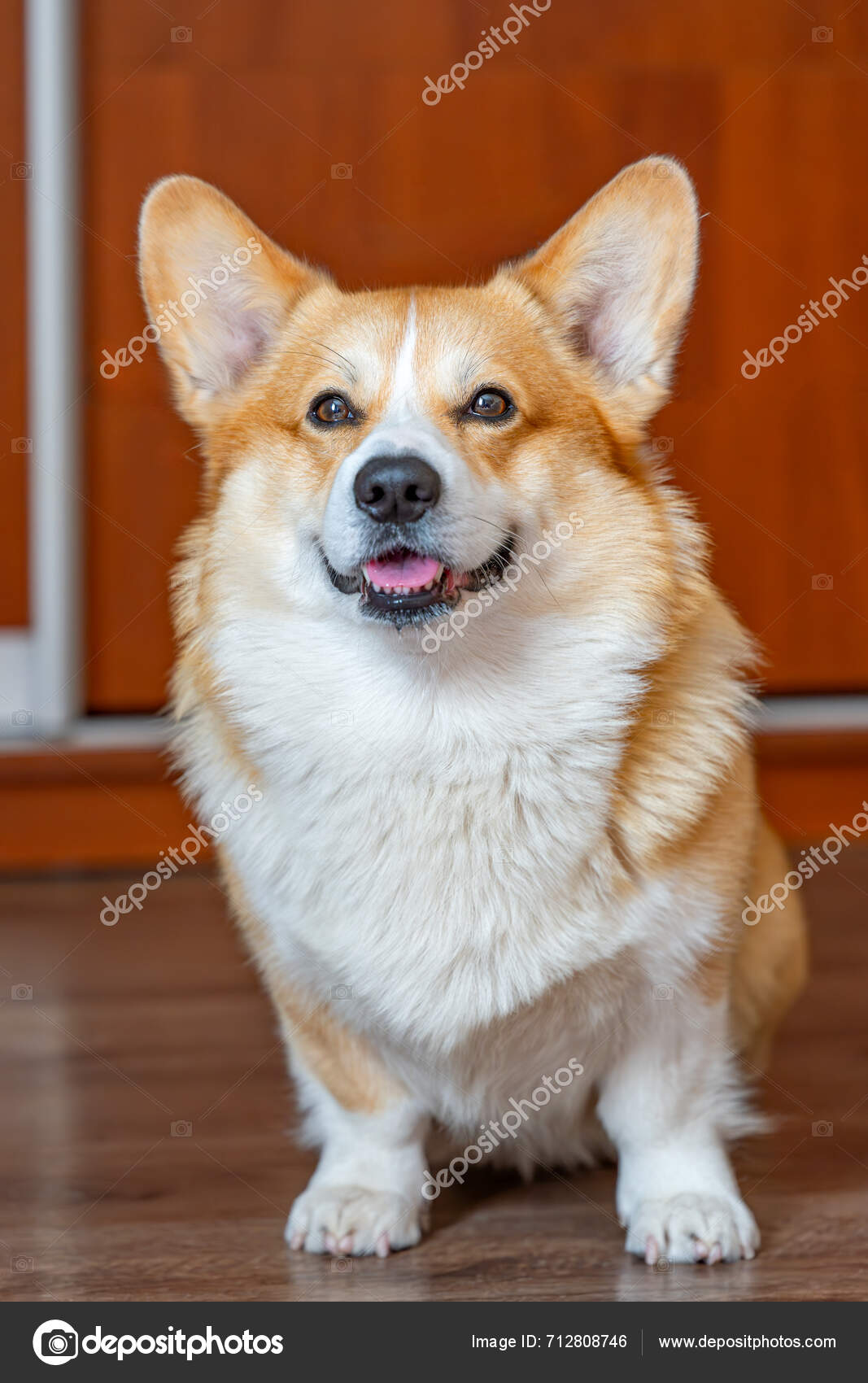 Portrait Welsh Corgi Pembroke Room — Stock Photo © ksena32 #712808746