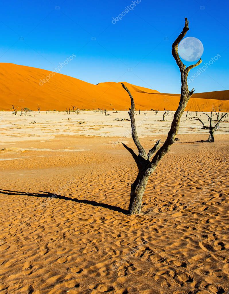 La enorme luna está baja en el horizonte. Los esqueletos de árboles ...
