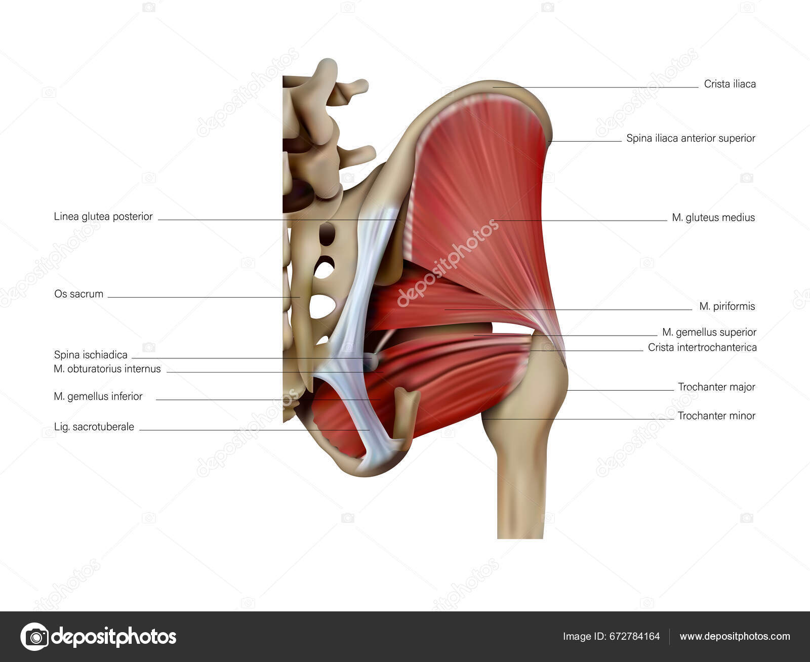 Anatomía Estructura Los Músculos Pelvis Humana Ilustración Vector de ...