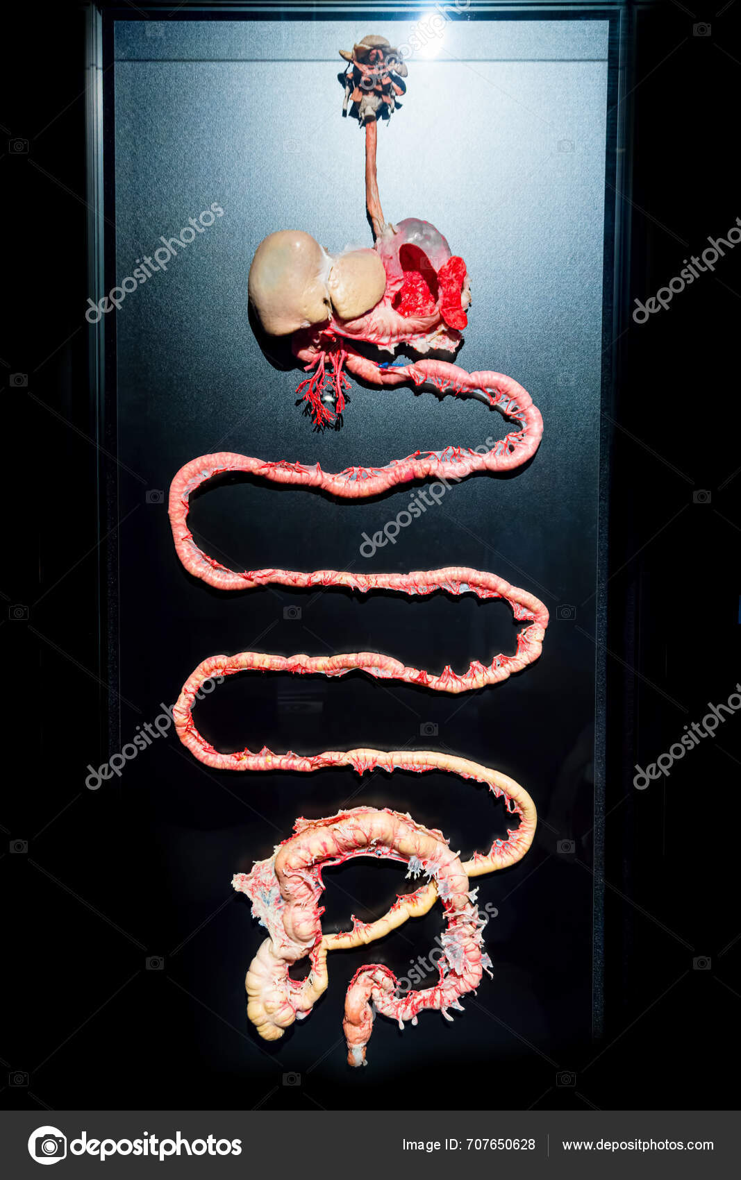 Moscow Russia May 2021 Famous Anatomy Exhibition Body Worlds ...