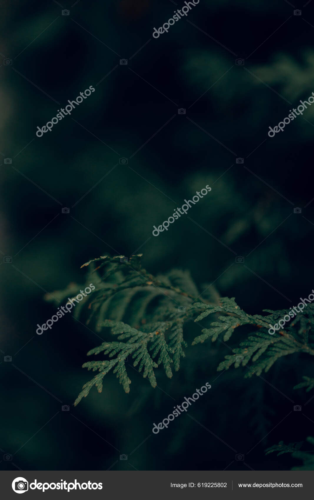 Dark Moody Evergreen Thuja Tree Background Stock Photo by ©duskbabe ...