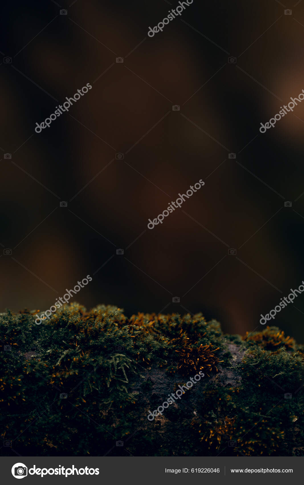 Dark Moody Tree Moss Background Texture Stock Photo by ©duskbabe 619226046