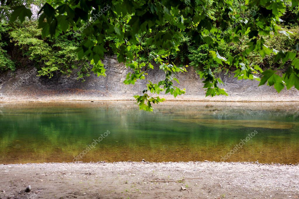 Hojas verdes en el fondo del río Sison. Las ramas inclinadas sobre el ...