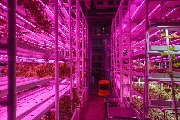 Indoor farming led Stock Photos, Royalty Free Indoor farming led Images ...