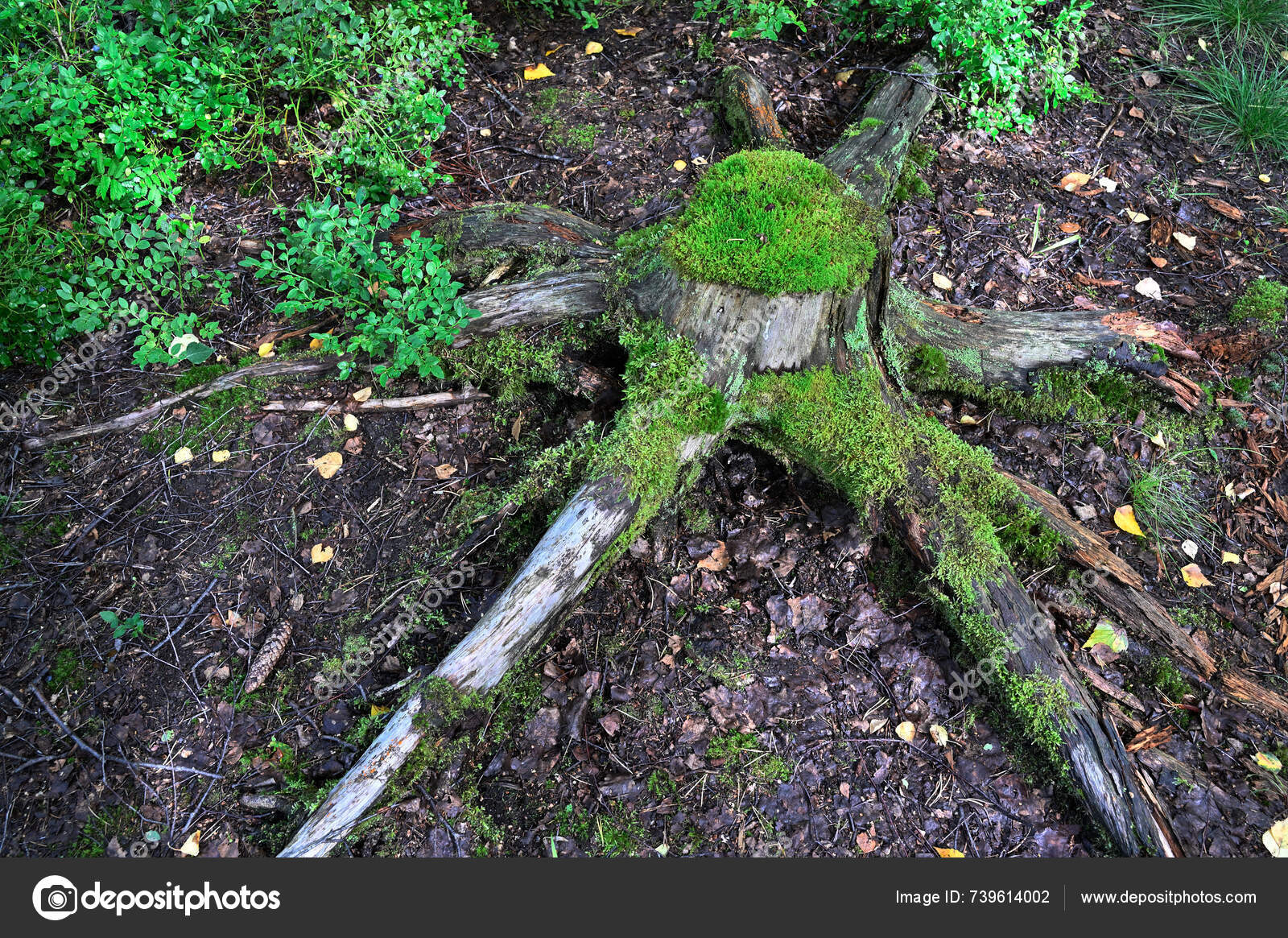 Photo Features Old Tree Stump Covered Lush Green Moss Lying — Stock ...