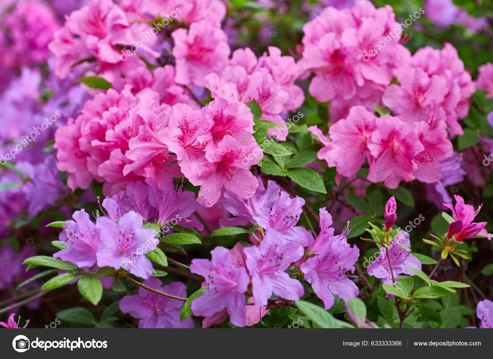 Large Bush Blooming Rhododendron Botanical Garden Many Pink Flowers ...