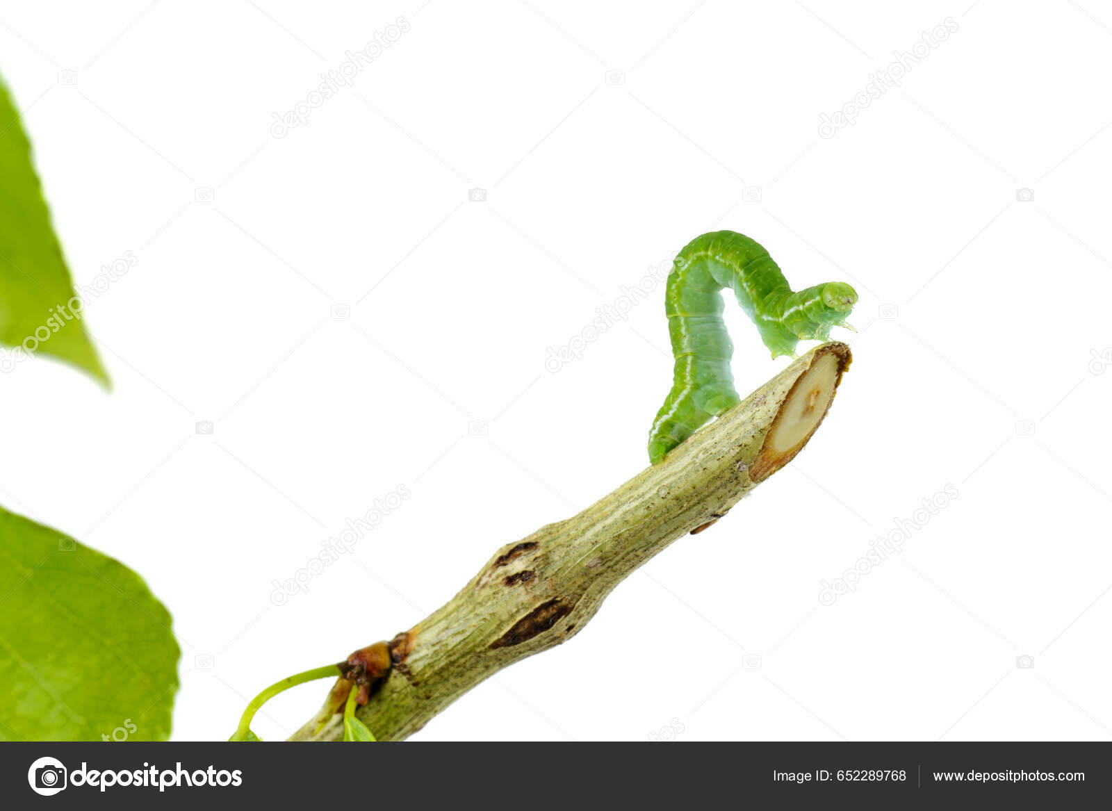 Inchworm White Background