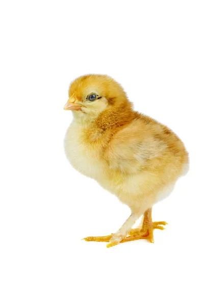 Sisiw clipart Stock Photos, Royalty Free Sisiw clipart Images ...