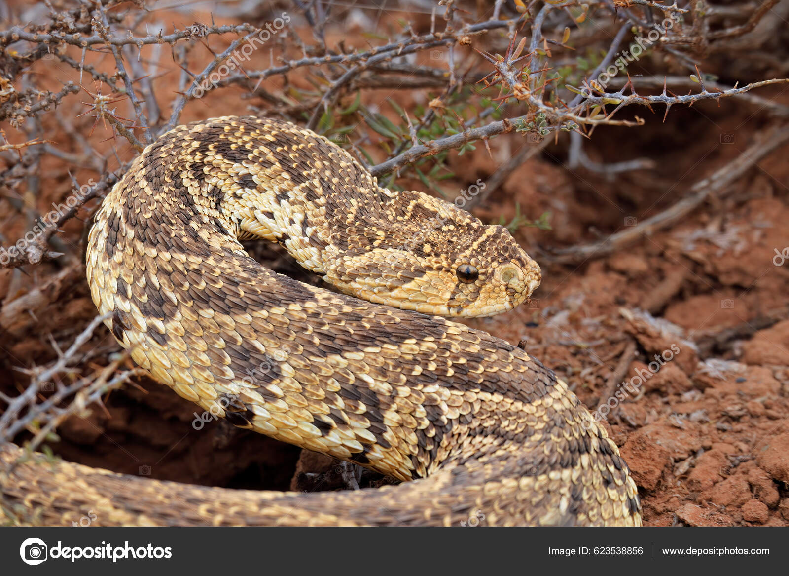 Puff Adder Head