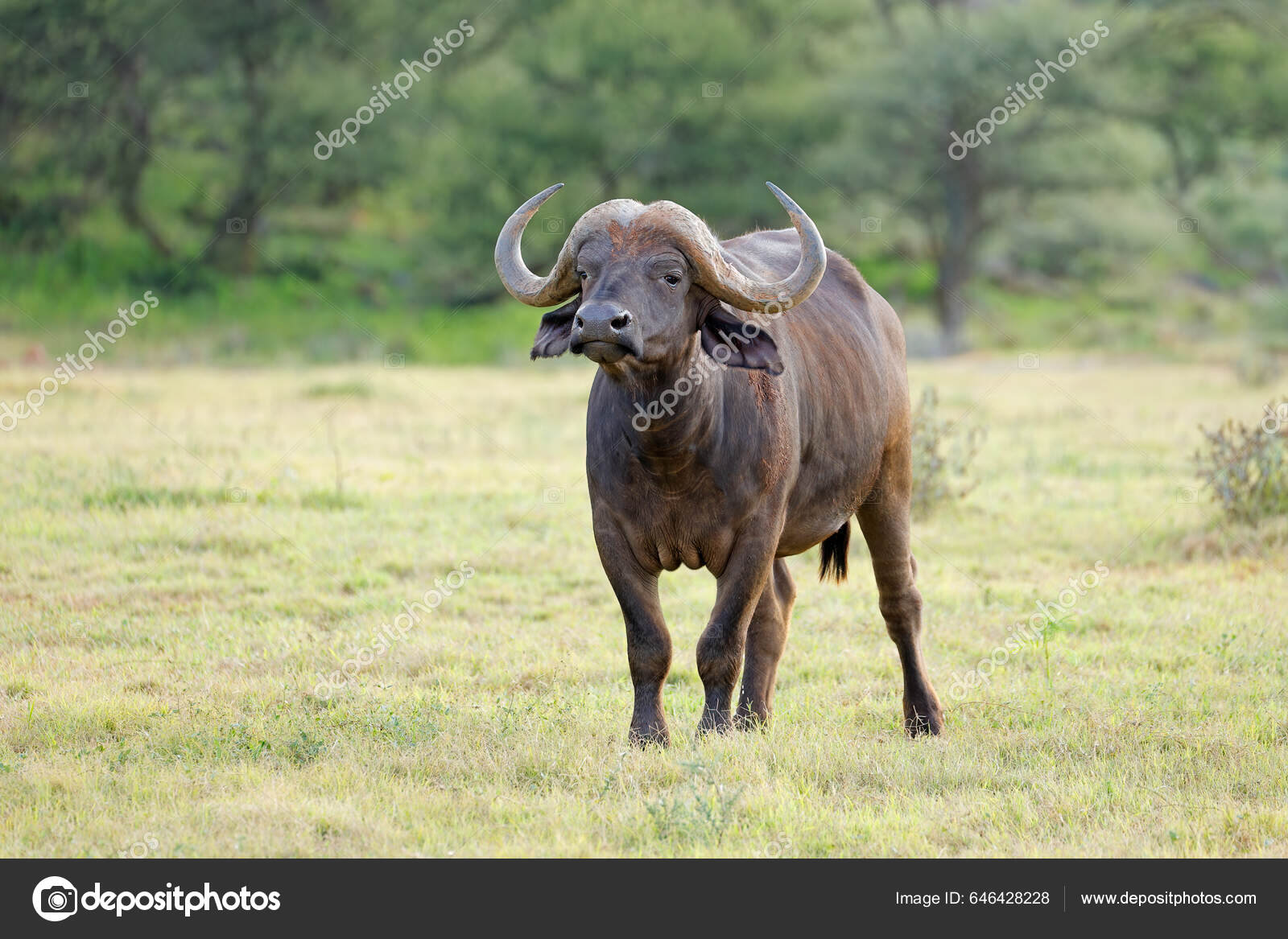 Buffalo Park South Africa