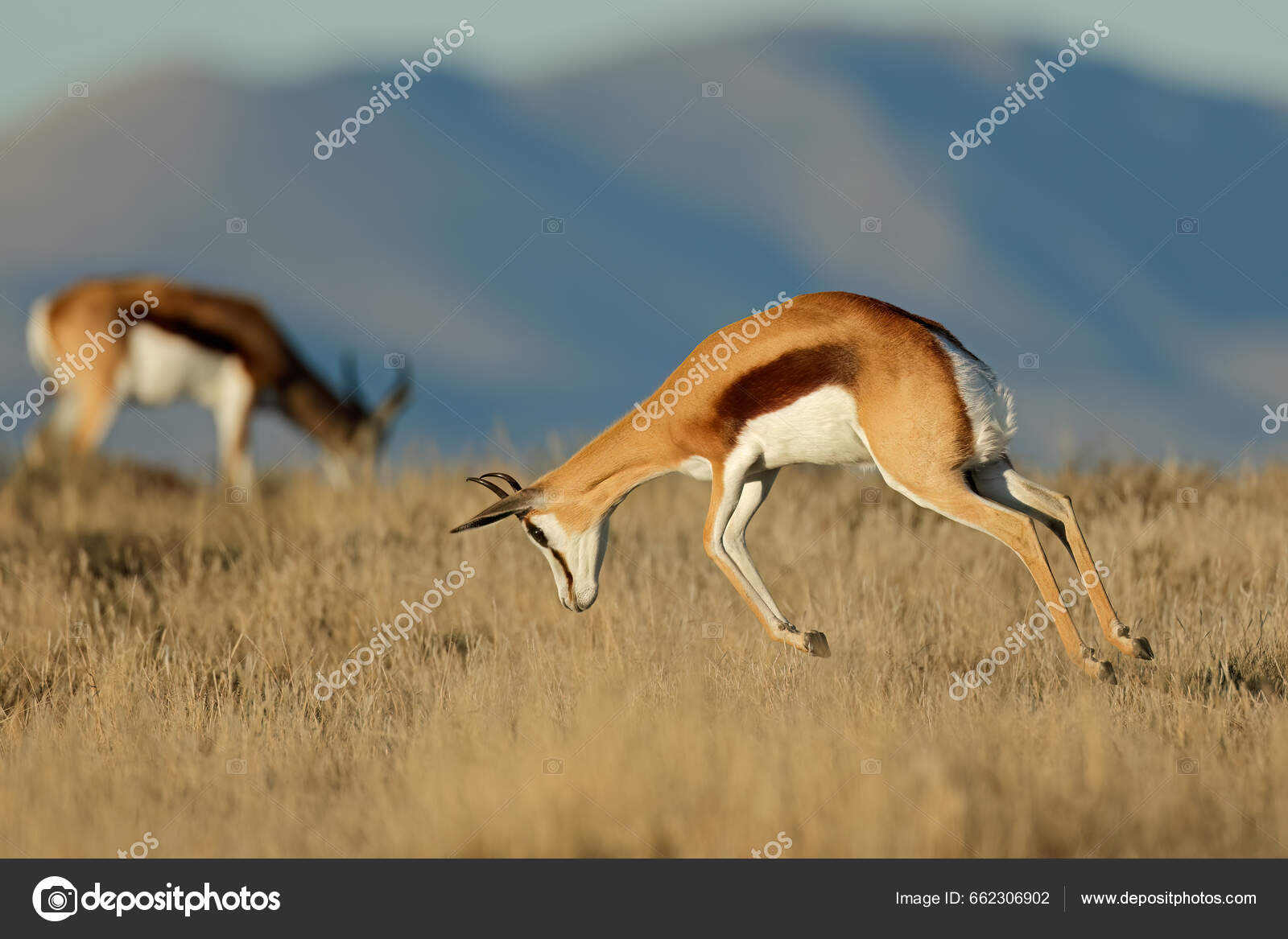 Antelope Jumping