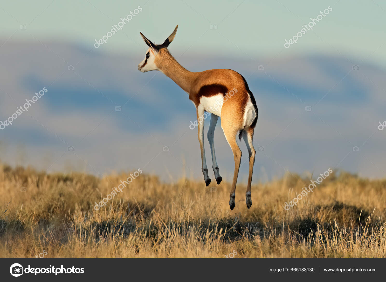 African Impala Jumping