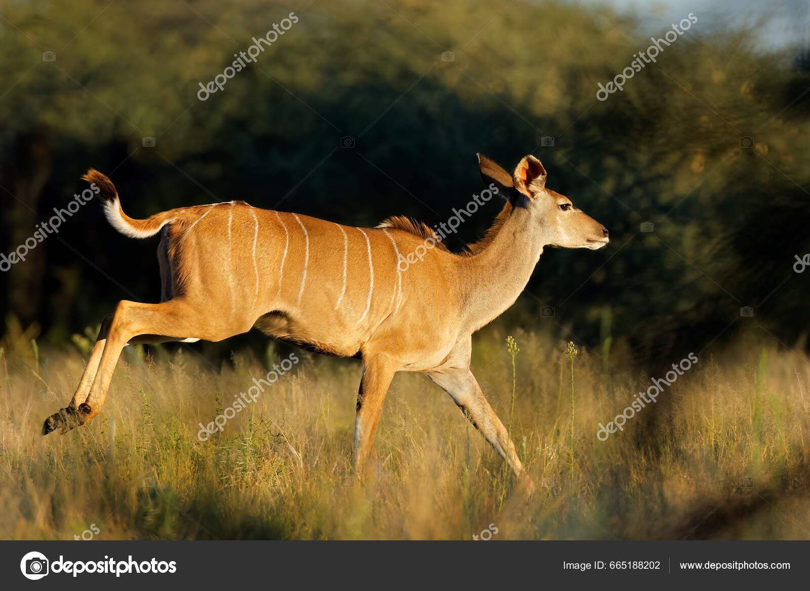 African Antelope Running