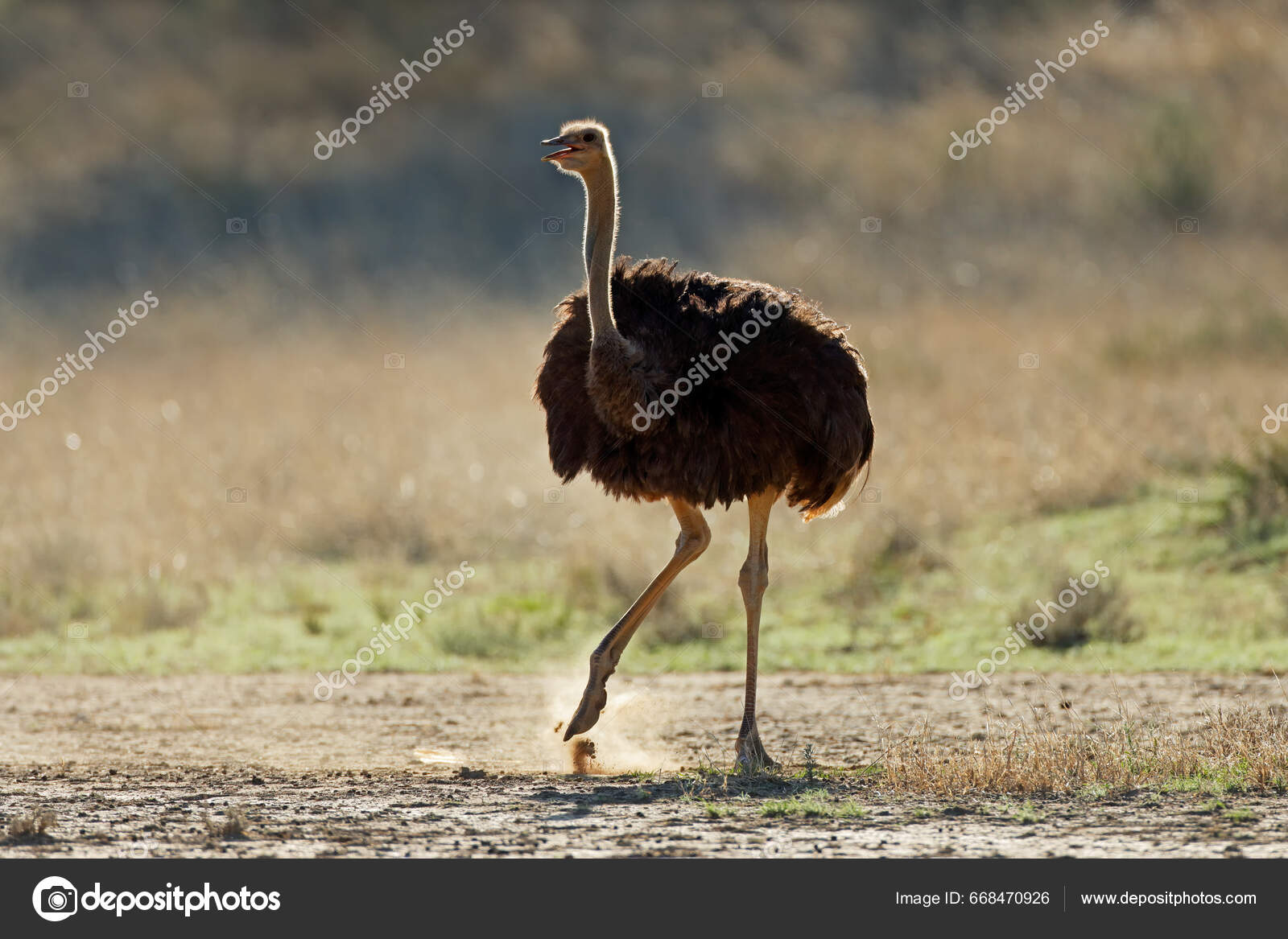 Avestruz Hembra Struthio Camelus Hábitat Natural Desierto Kalahari ...