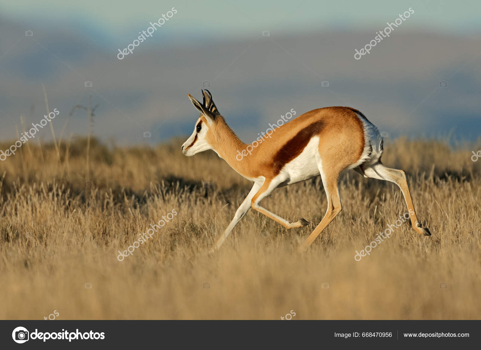Springbok Running