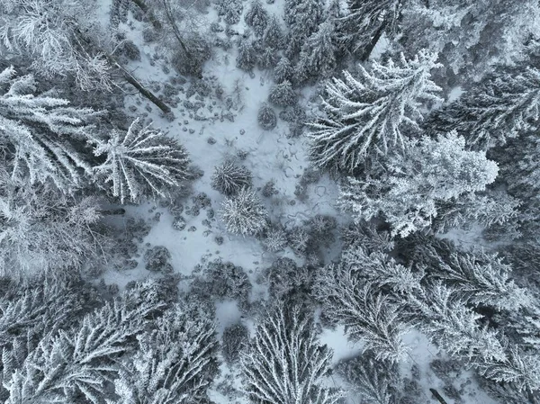 Aerial top view drone shot of the pine and spruce trees forest covered ...