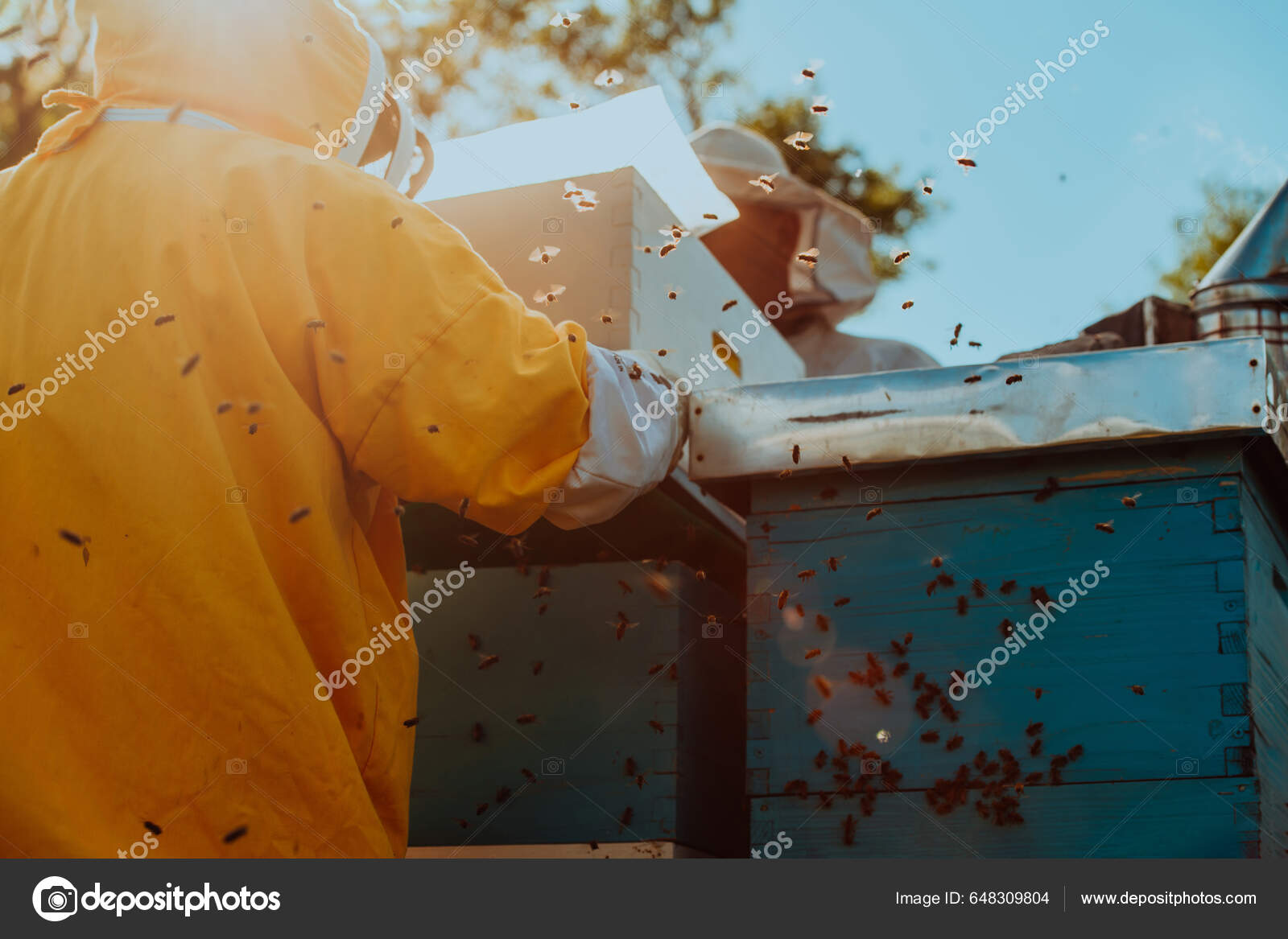 Beekeepers Checking Honey Beehive Frame Field Small Business Owners ...