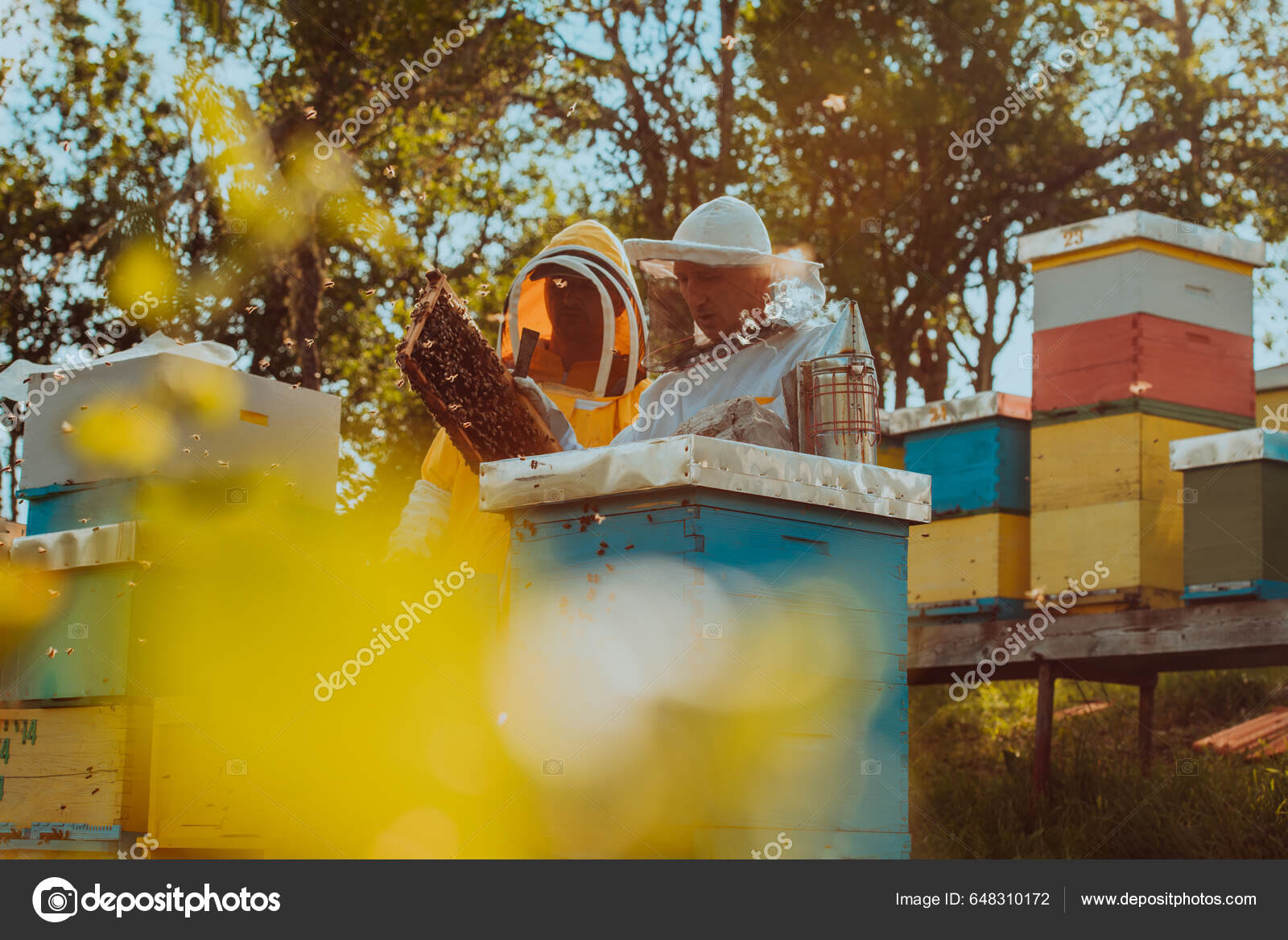 Beekeepers Checking Honey Beehive Frame Field Small Business Owners ...