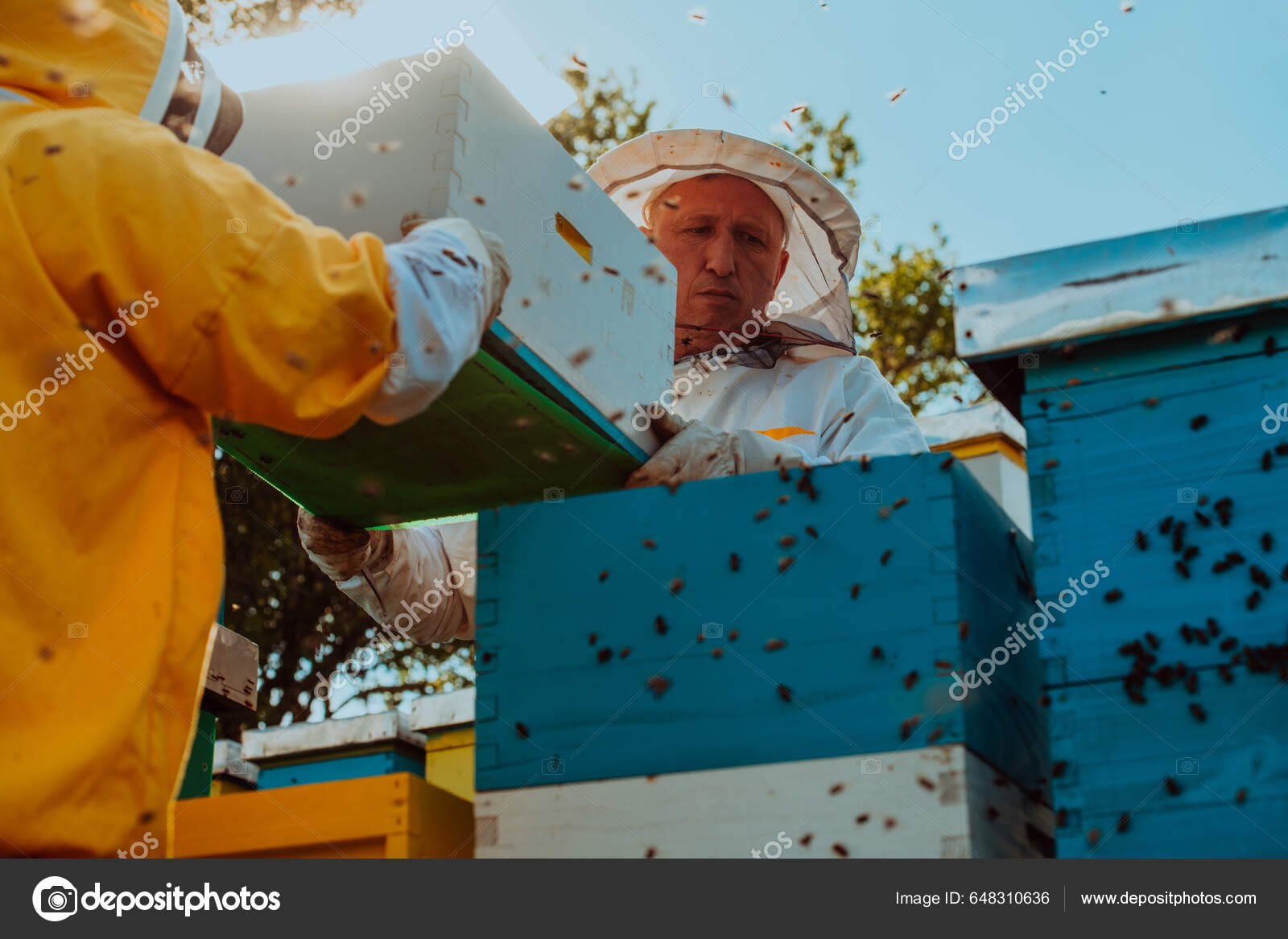 Beekeepers Checking Honey Beehive Frame Field Small Business Owners ...