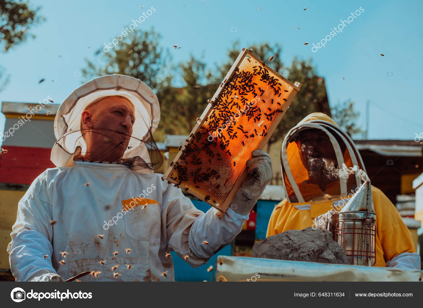 Beekeepers Checking Honey Beehive Frame Field Small Business Owners ...