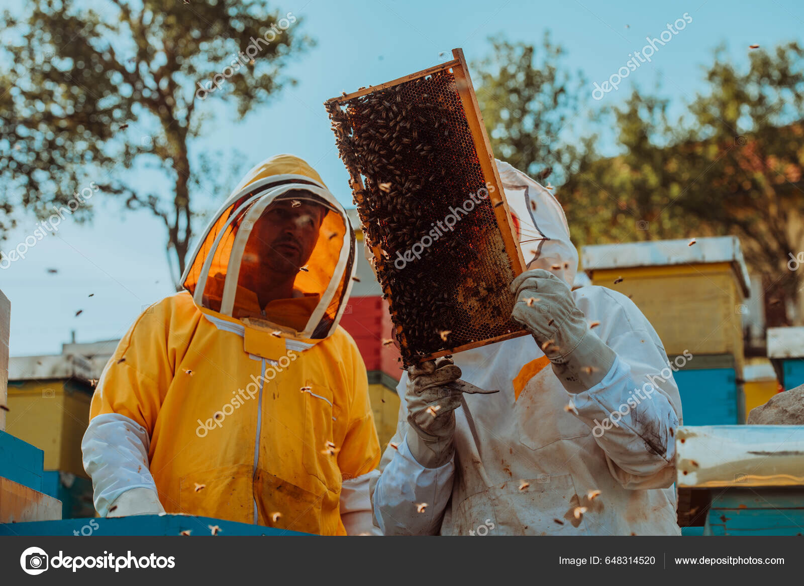 Beekeepers Checking Honey Beehive Frame Field Small Business Owners ...