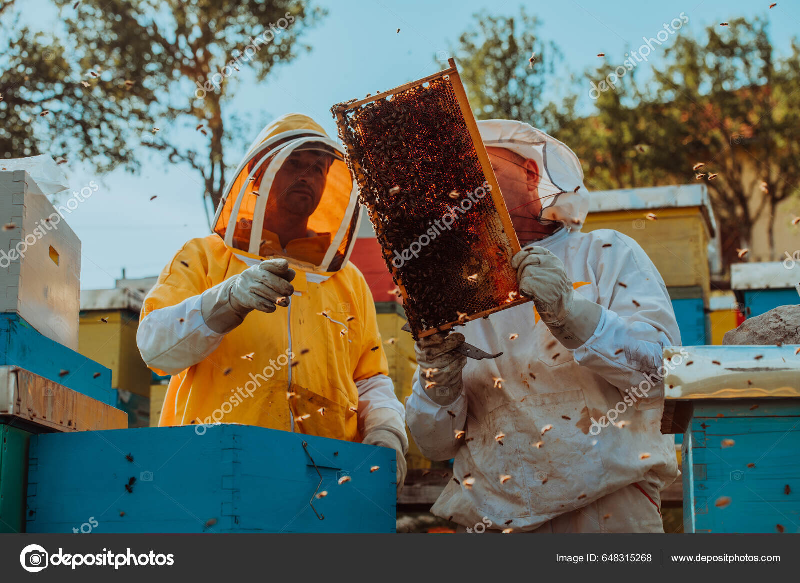 Beekeepers Checking Honey Beehive Frame Field Small Business Owners ...