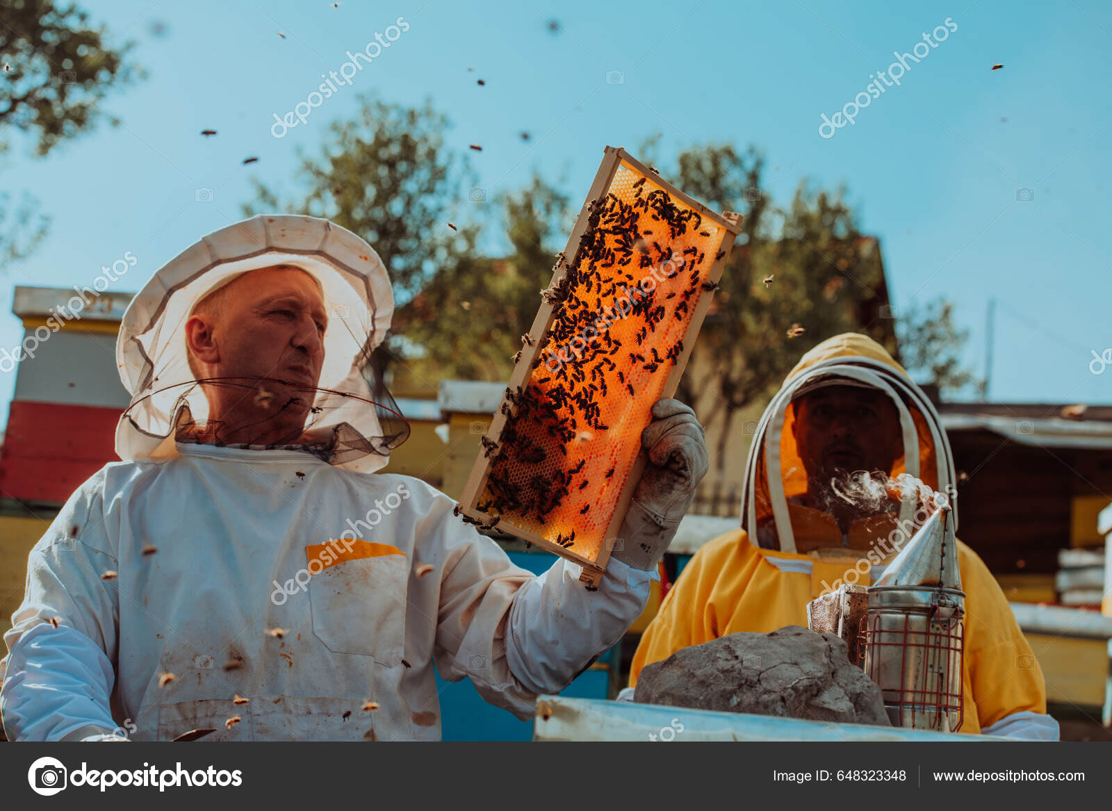 Beekeepers Checking Honey Beehive Frame Field Small Business Owners ...
