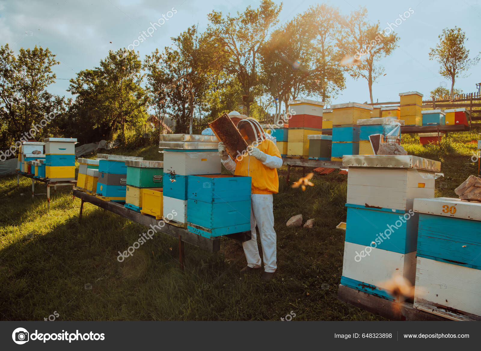Beekeepers Checking Honey Beehive Frame Field Small Business Owners ...