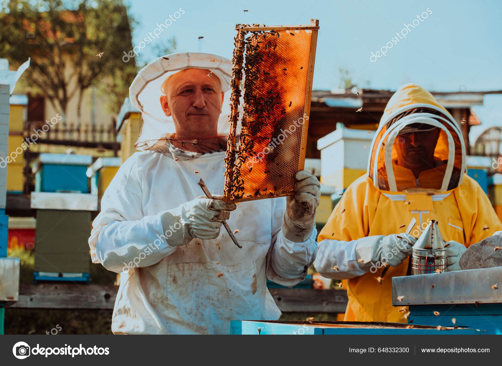 Beekeepers Checking Honey Beehive Frame Field Small Business Owners ...