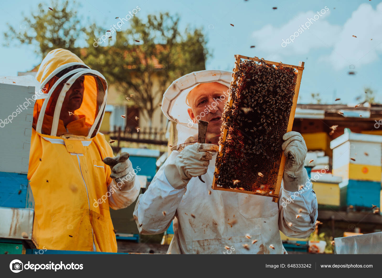 Beekeepers Checking Honey Beehive Frame Field Small Business Owners ...
