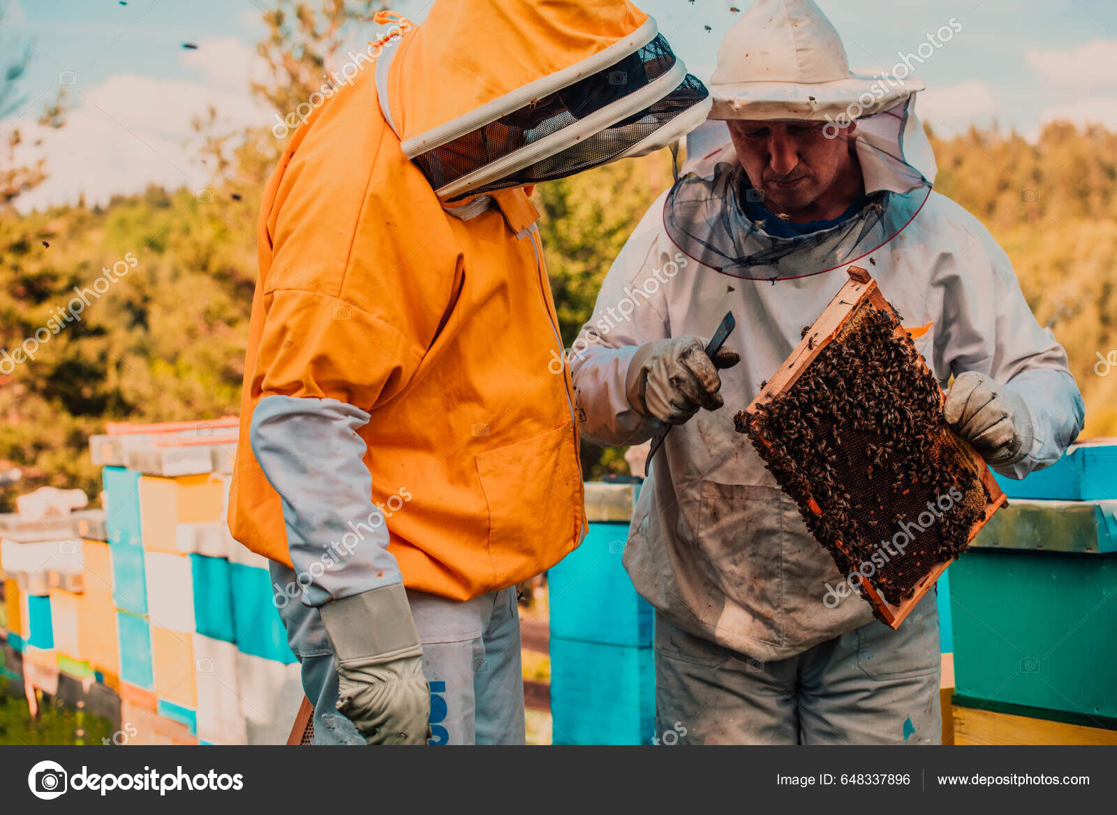 Beekeepers Checking Honey Beehive Frame Field Small Business Owners ...